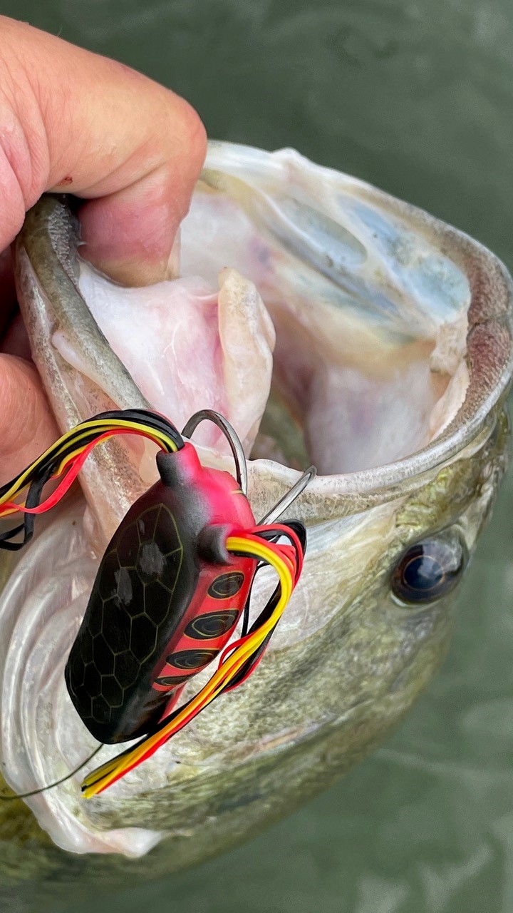 Northland’s new Reed-Runner Walking and Popping Frogs | BassFIRST