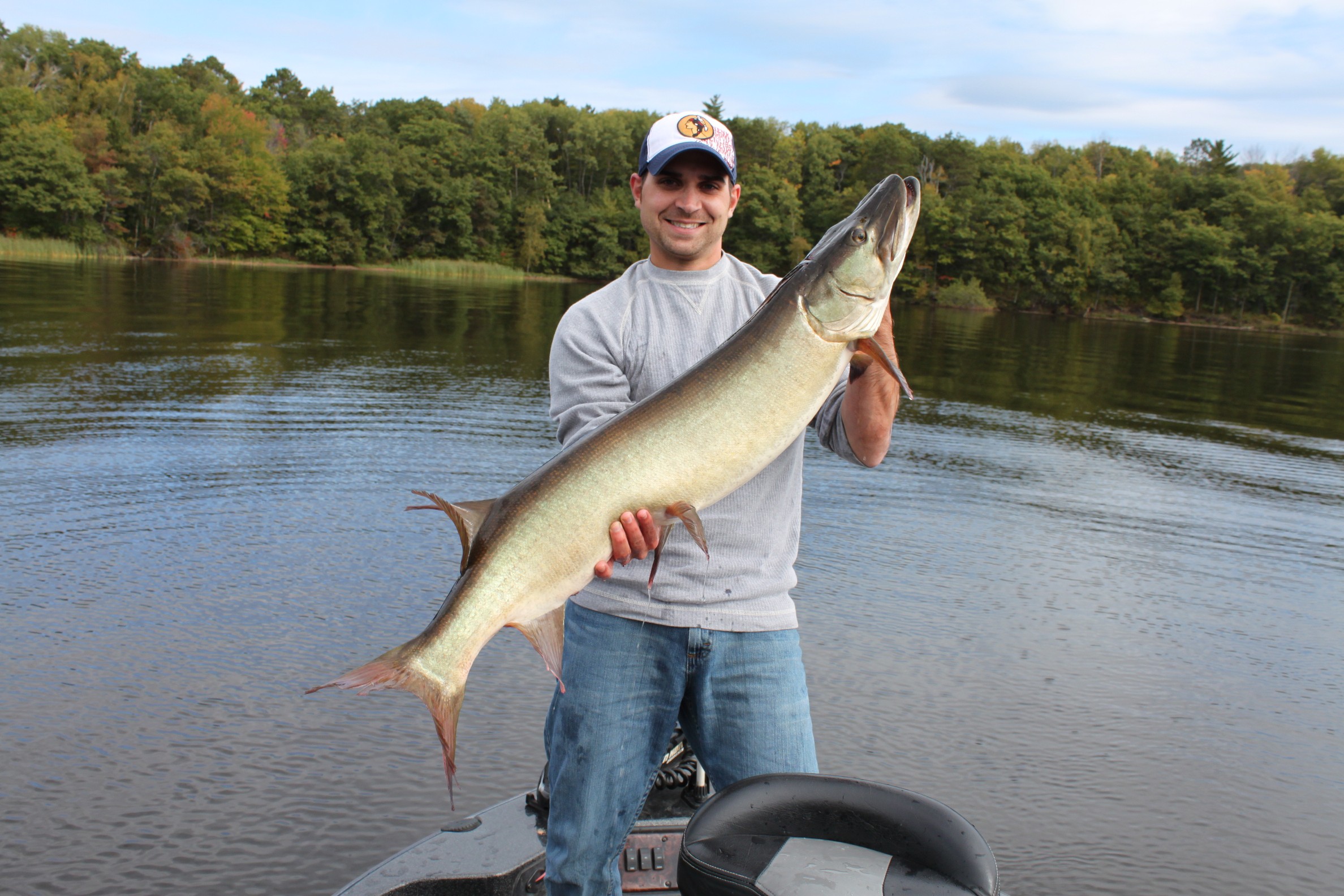 Big muskie caught on Chippewa Flowage in Hayward, WI on 9/19/2010 ...