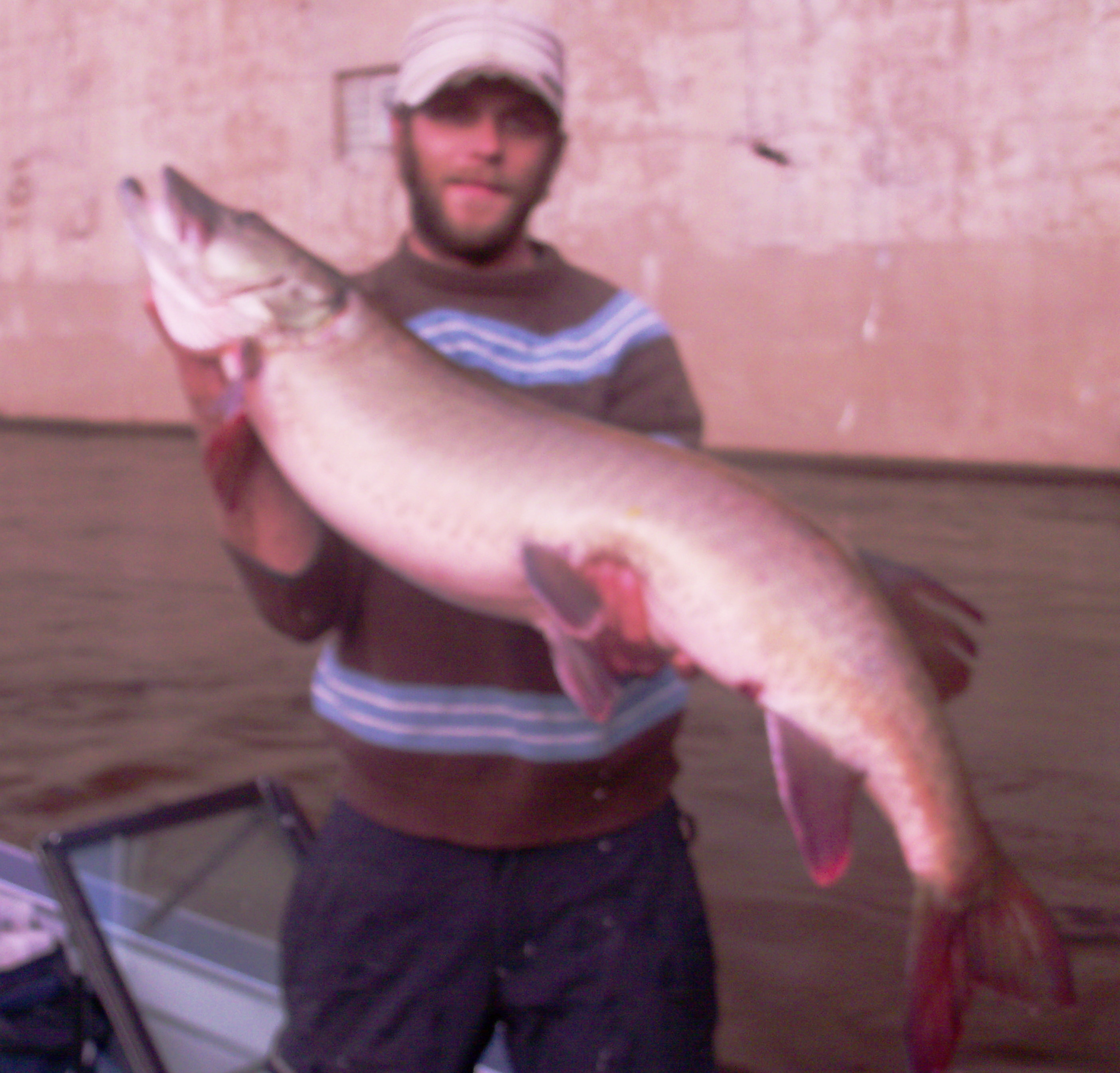 Big muskie caught on Wisconsin River in city x, WI on 10/30/2010 ...