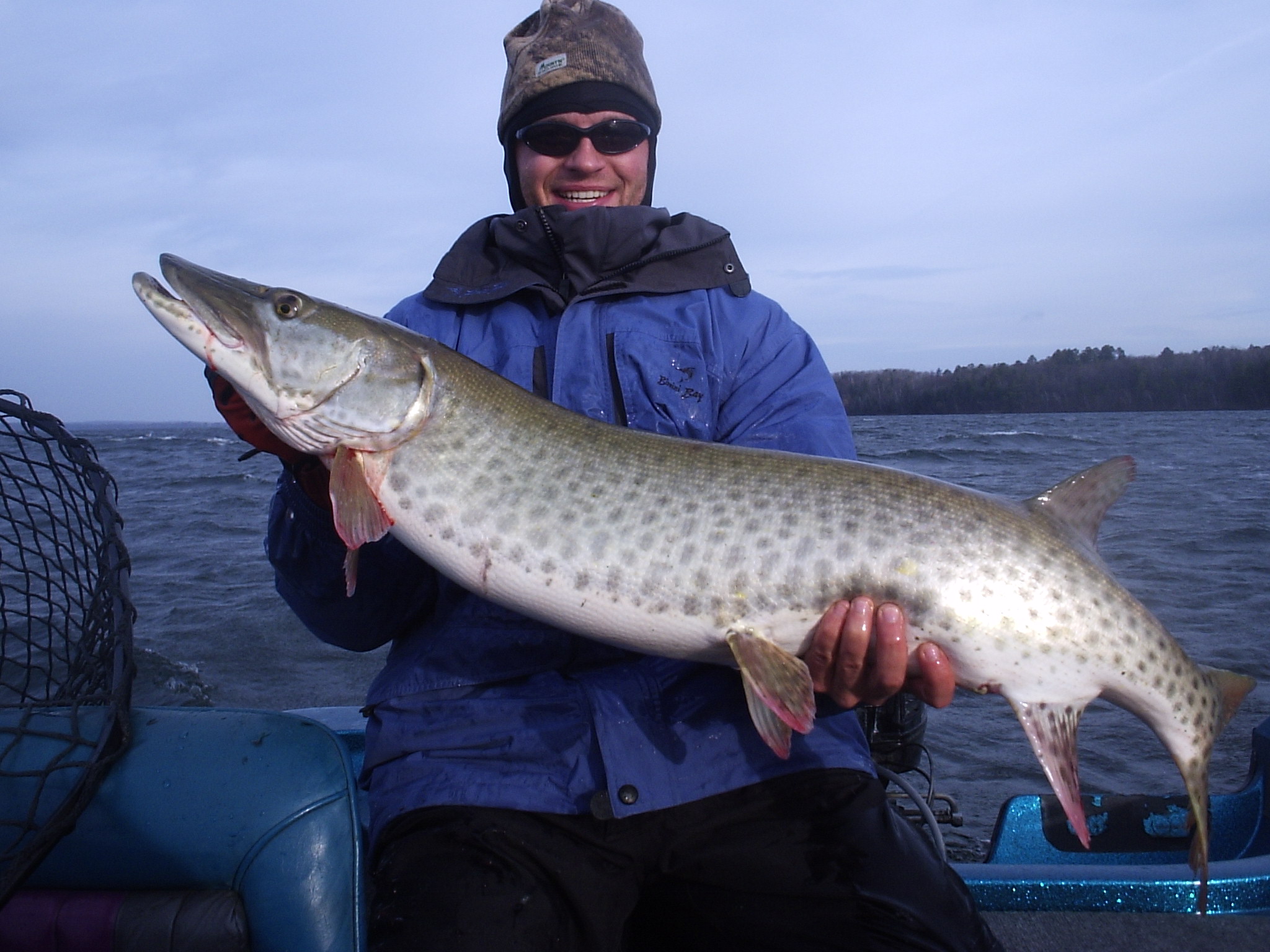 Big muskie caught on Lake X in Park Rapids, MN on 11/5/2011 | MuskieFIRST