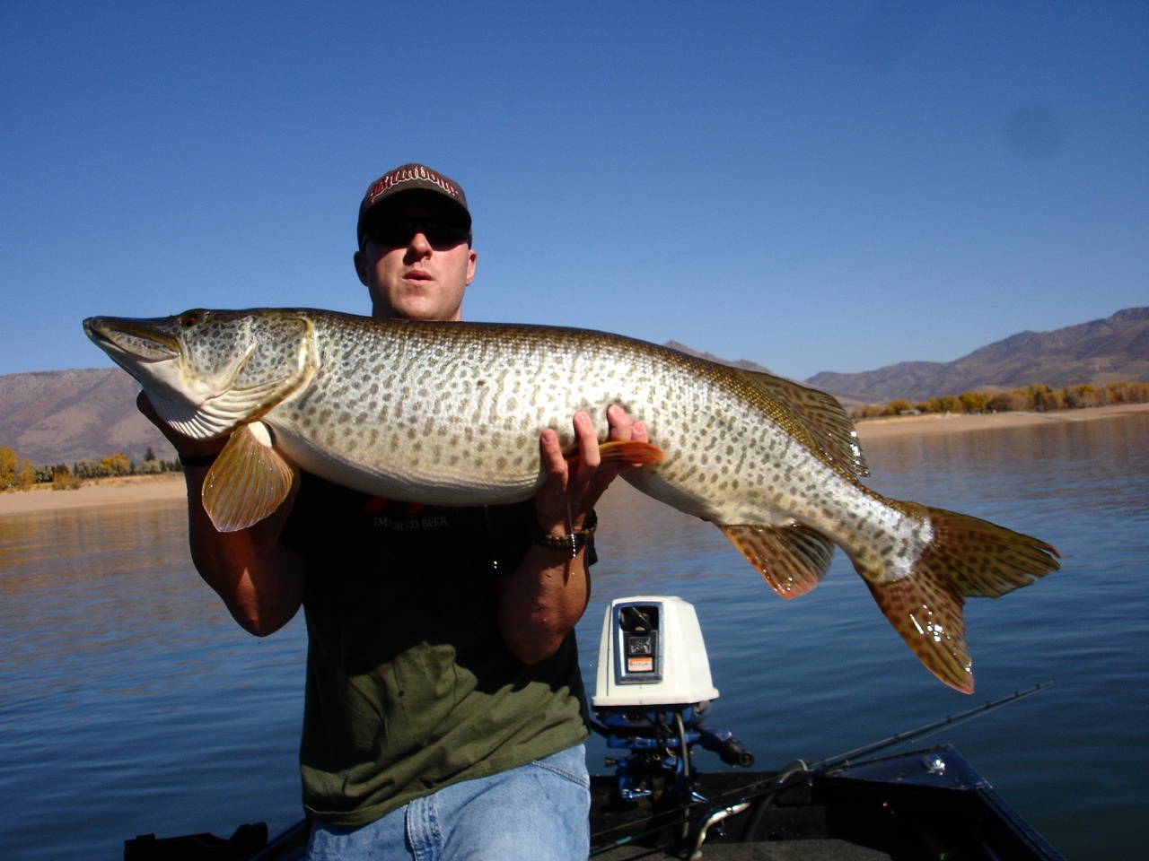 Big muskie caught on Pineview Reservoir in Ogden, UT on 10/26/2013 ...