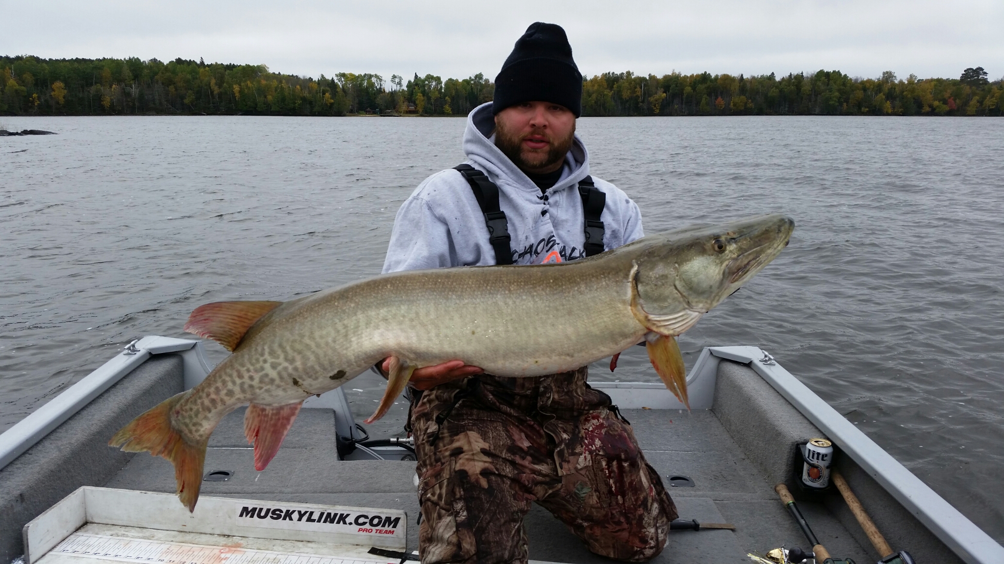Big muskie caught on Lake Vermillion in Tower, MN on 9/30/2014 ...