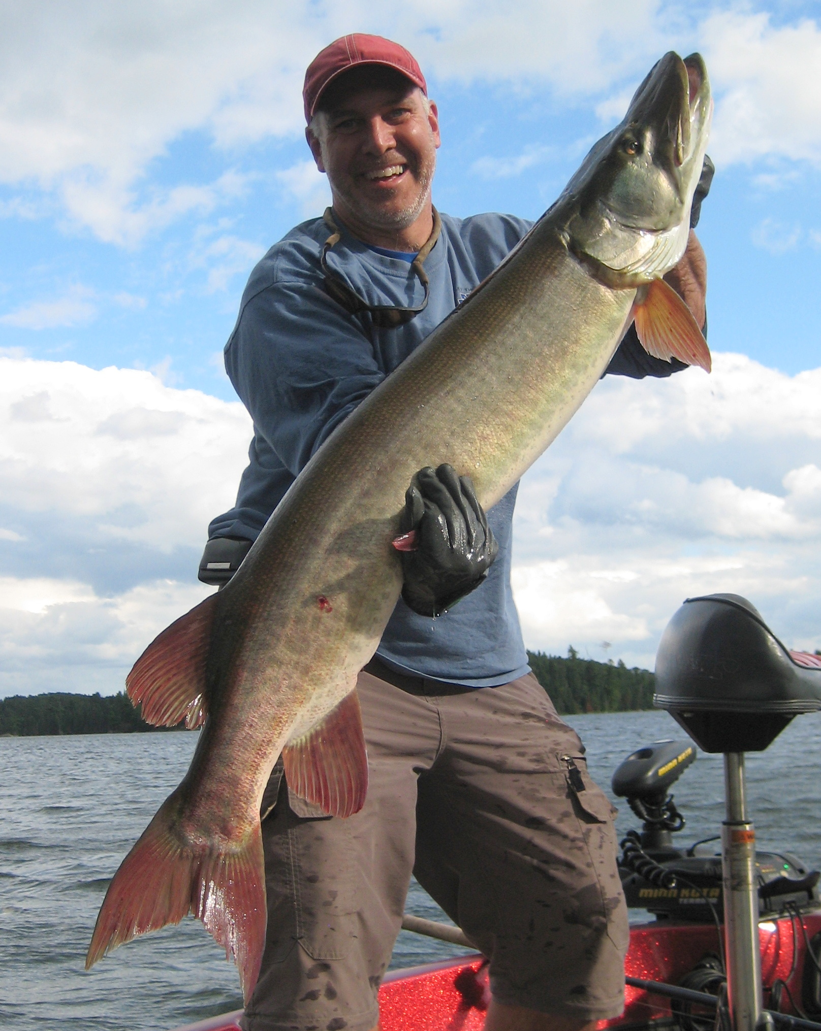 Big muskie caught on Lake of the Woods in Nestor Falls, ON on 7/18/2015 ...