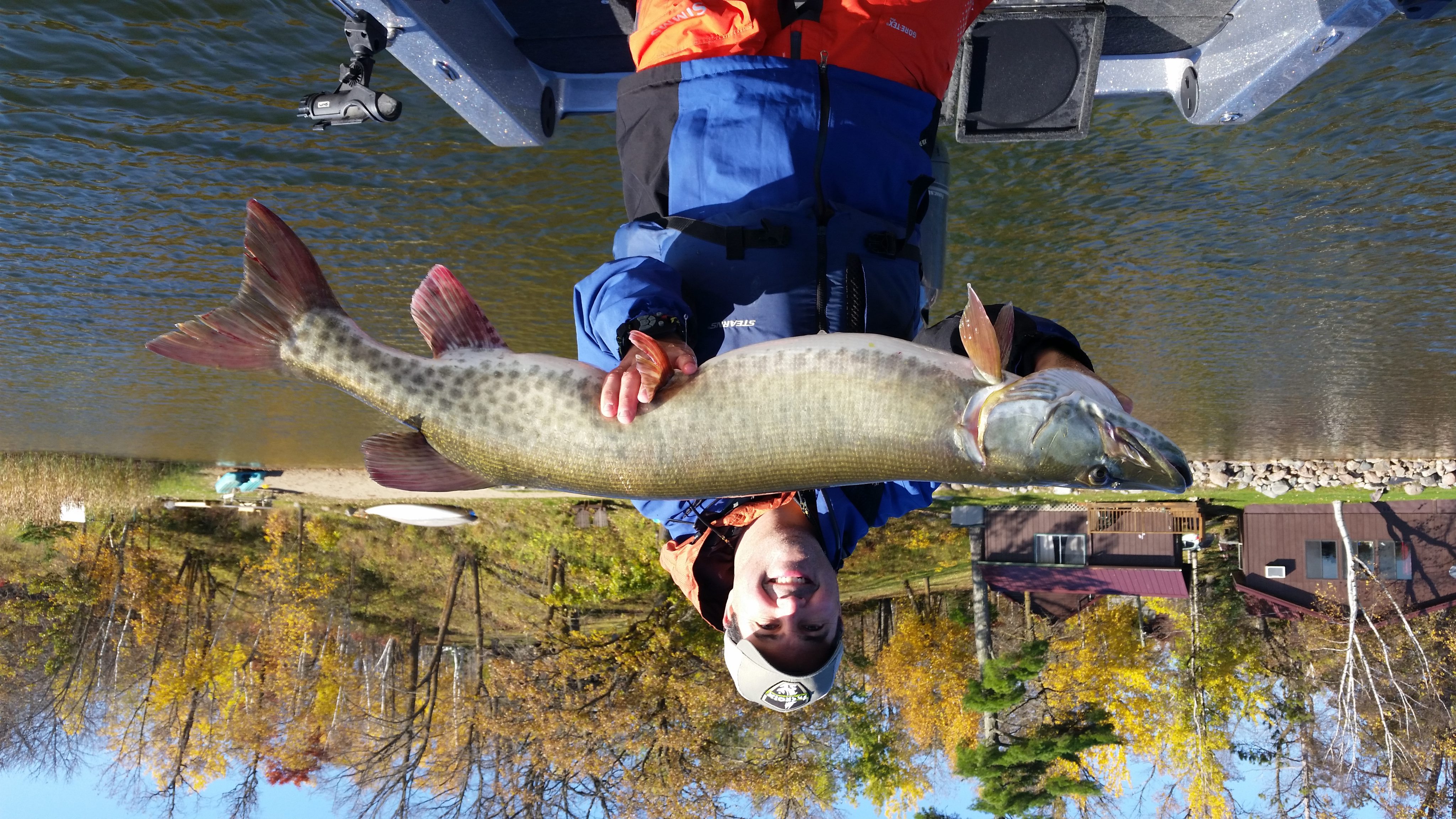 Big muskie caught on Many Point Lake in Ponsford, Man, MN on 10/8/2017 ...