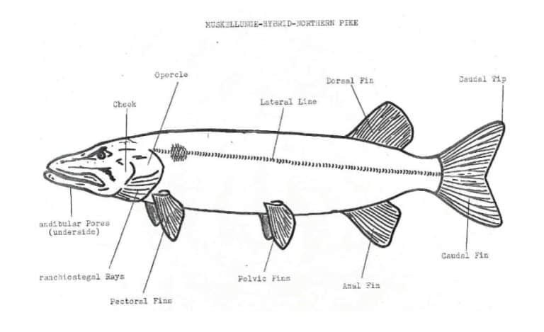 World-Famous or Legendary Muskie “Hotspots” - Part VIII | MuskieFIRST