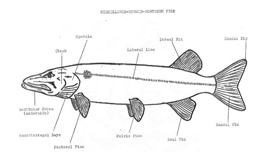 World-Famous or Legendary Muskie “Hotspots” - Part VIII | MuskieFIRST