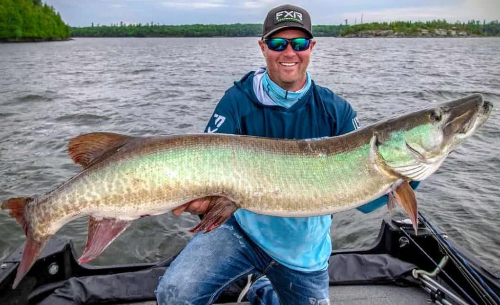 Internet Spot-Hawking – Musky Data Graphs – A+ Birthday Card | MuskieFIRST