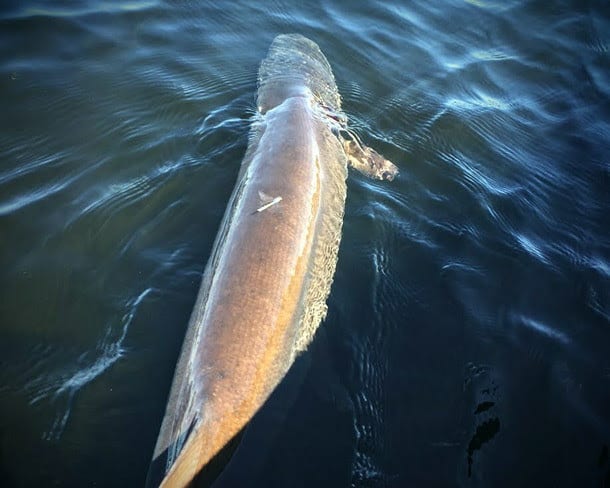 NEW Musky Diet Study – Does Livescope Impact Fish? – Fresh Show Colors ...