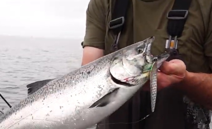 King/Chinook Salmon Identification | SalmonFIRST