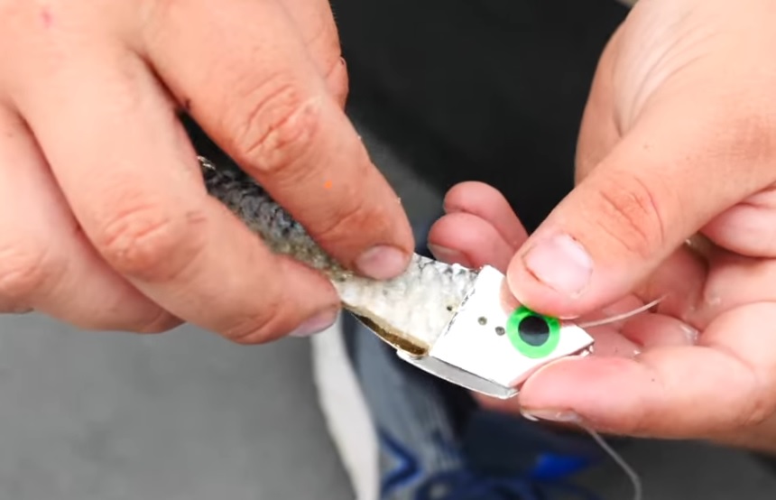 Using Meat Rigs for Salmon - Fishing 411 TV | SalmonFIRST