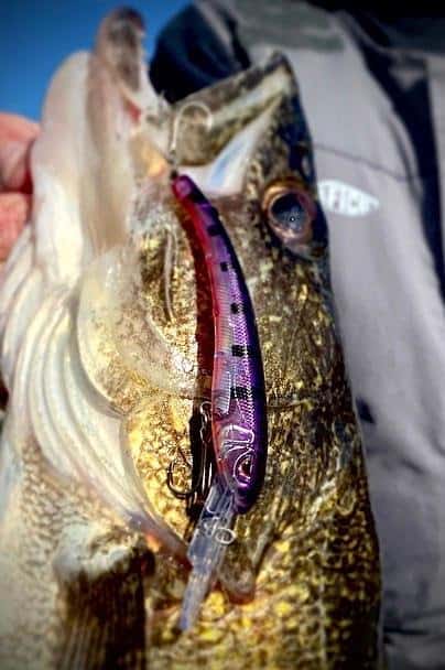 SPRO Introduces New MadEye Series Walleye Baits | WalleyeFIRST