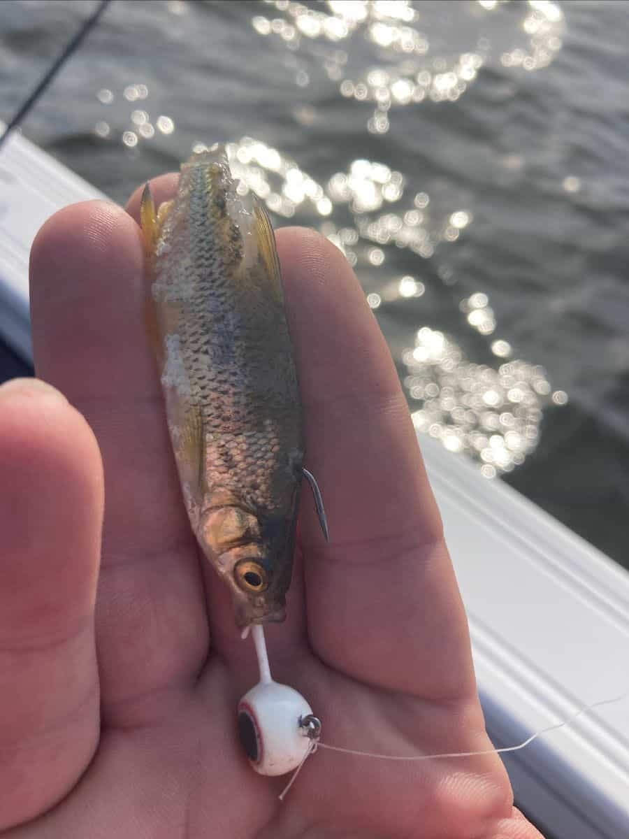 The Fall Walleye Pattern You Should Know About | WalleyeFIRST