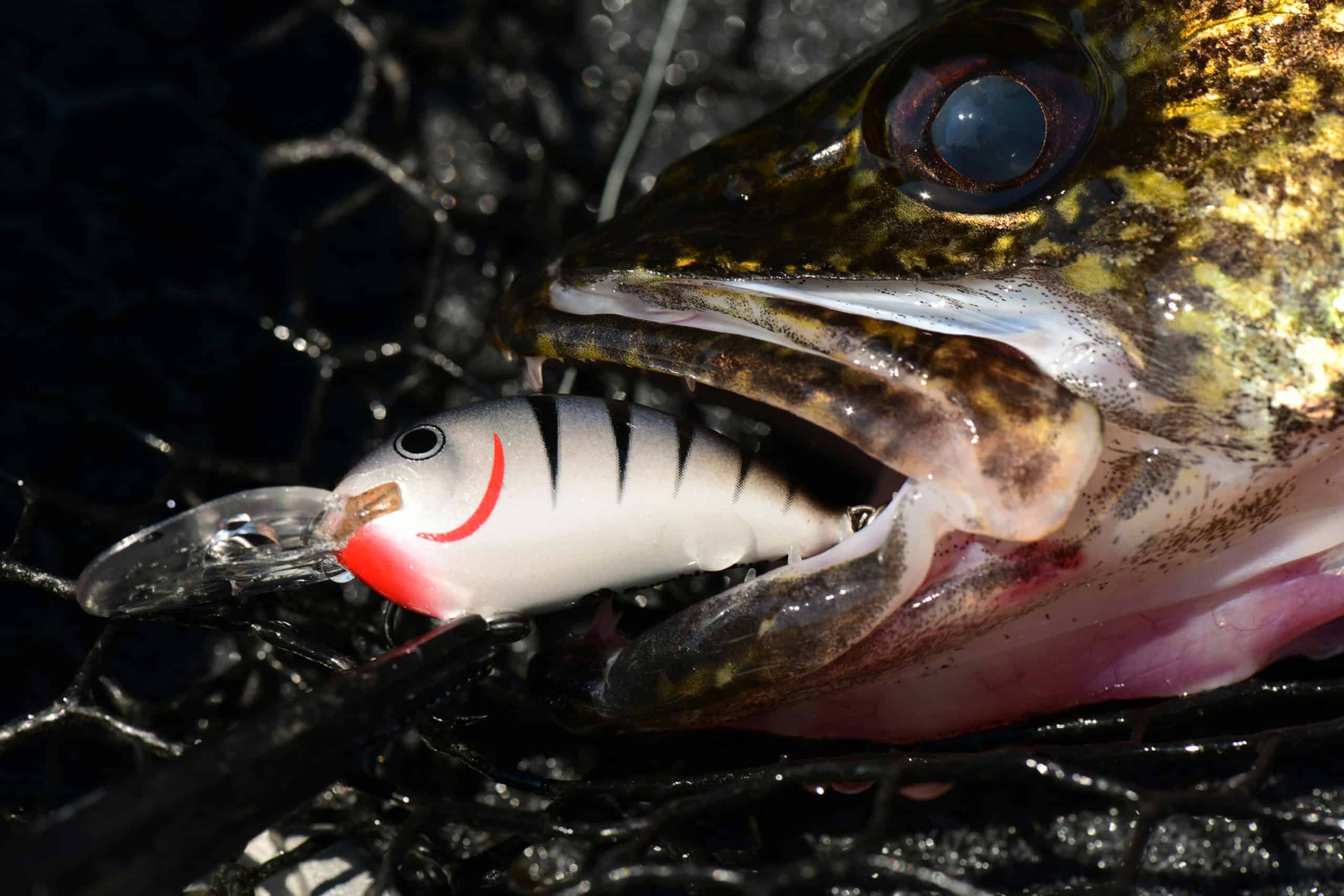 Northland Rumble Bug Is a Walleye Magnet | WalleyeFIRST