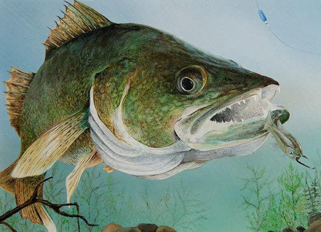 MN-FISH NEWS: Help Yourself Catch a Walleye | WalleyeFIRST