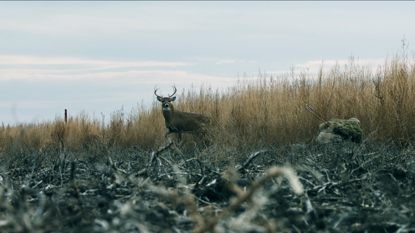 Strictly Public. Strictly from the Ground. | WhitetailFIRST