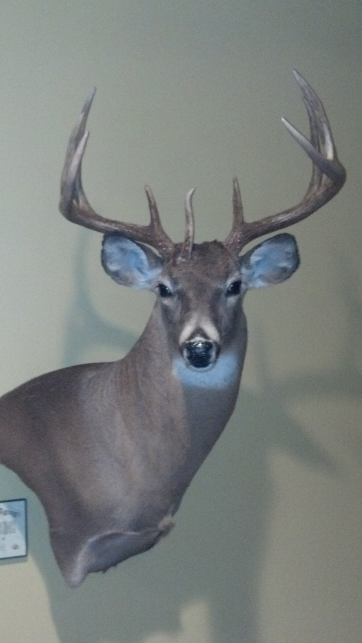 The Unicorn Buck Finally Meets his Match…..Well done John ...