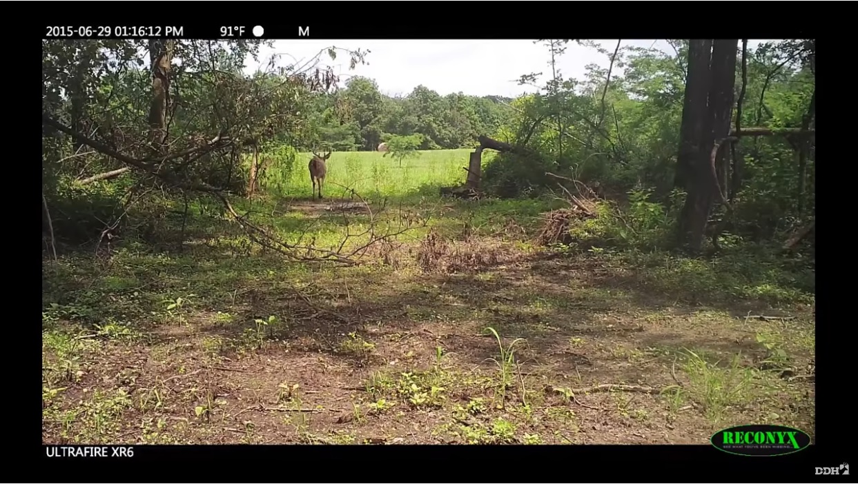 One Easy Trick for Deer Hunting Success | WhitetailFIRST