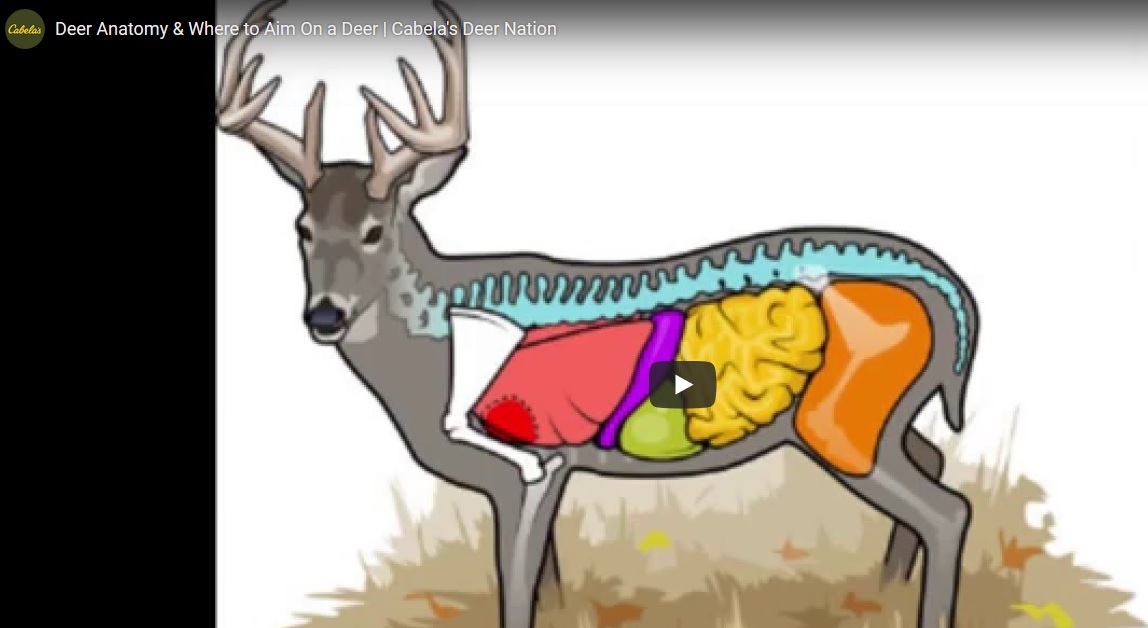 Deer Anatomy & Where to Aim On a Deer | Cabela’s Deer Nation ...