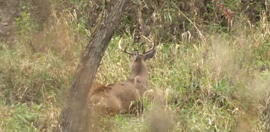 Buck Bed Scouting Tips | WhitetailFIRST