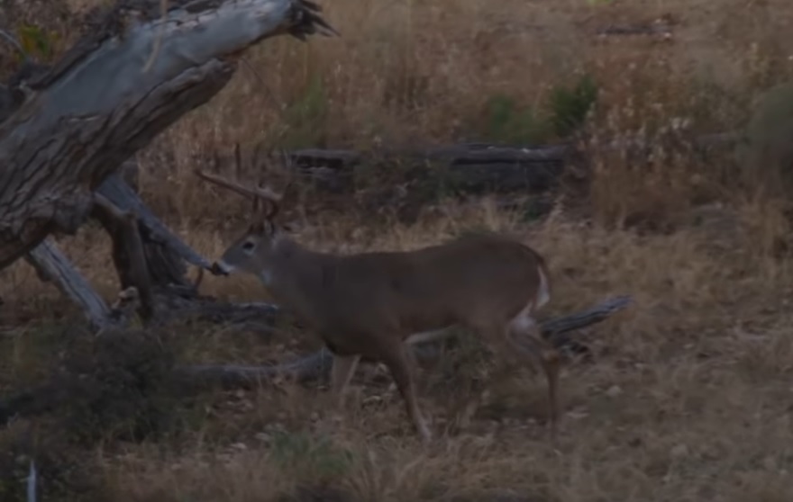 Low Shot On 180″+ Buck? | Giant Oklahoma Whitetail - Realtree Outdoors ...