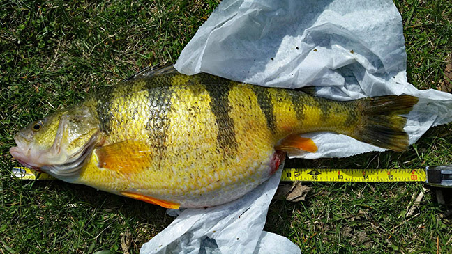 Simple Pleasure Captures Record Fish | OutdoorsFIRST