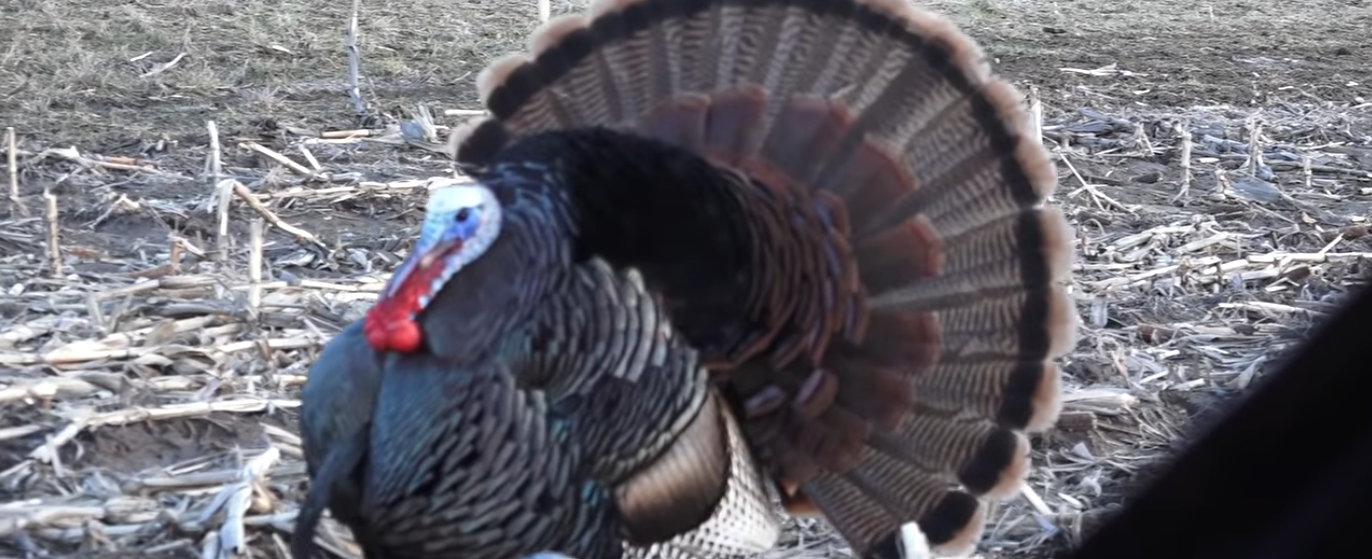 Bow Hunting Turkeys (Head Shot) | OutdoorsFIRST