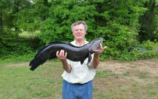 Wild Chesapeake: Va. Man Sets New Snakehead World Record | OutdoorsFIRST