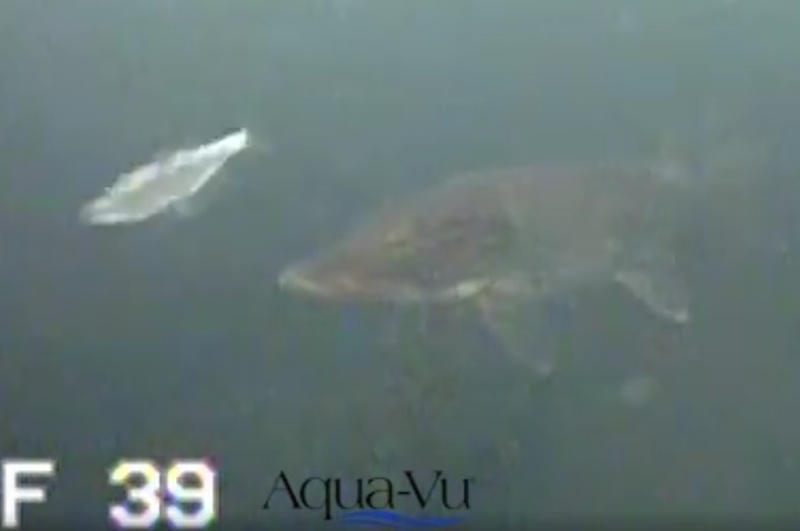 Pike Attack on The Aqua-Vu | OutdoorsFIRST