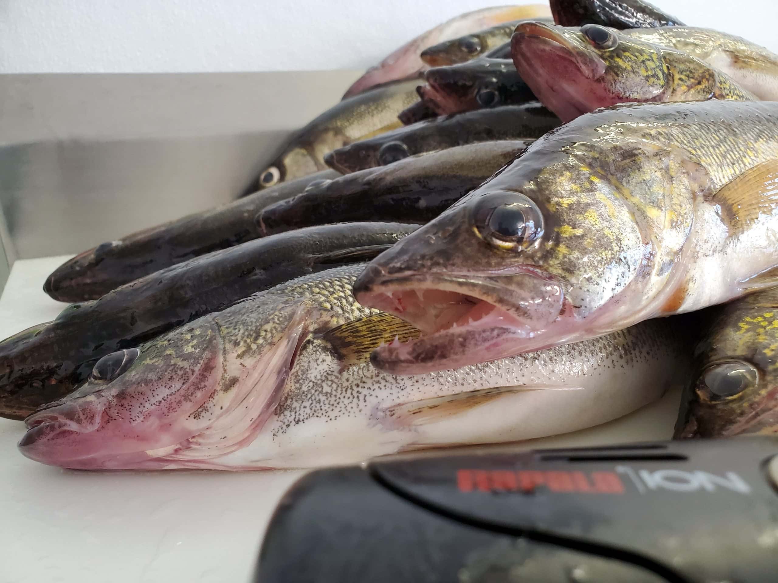 Icing Walleyes in a Neutral Mood | OutdoorsFIRST
