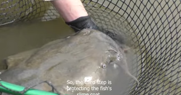 Learn how to handle and properly release large fish. | OutdoorsFIRST