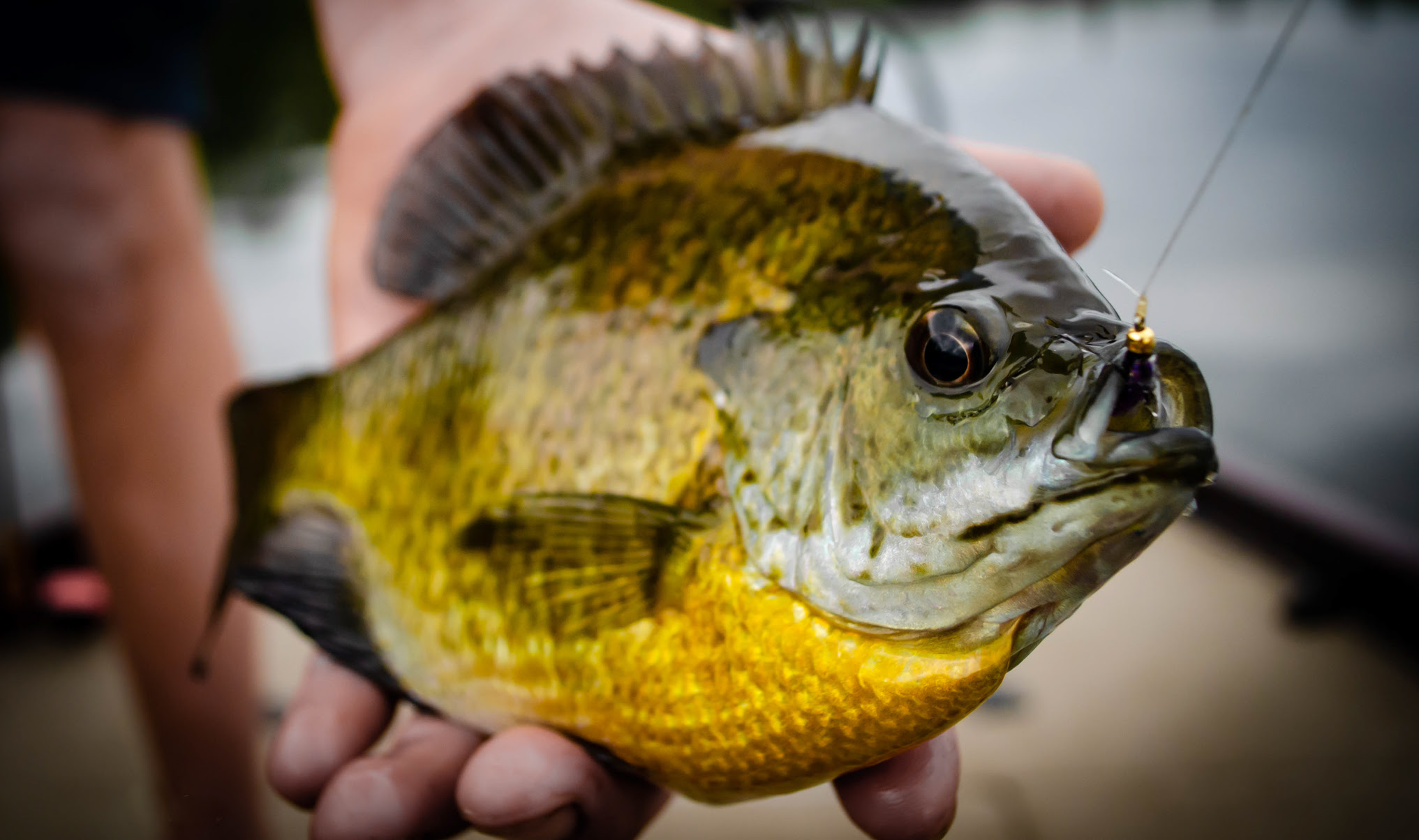 Make a Meal with Spring Panfish | OutdoorsFIRST